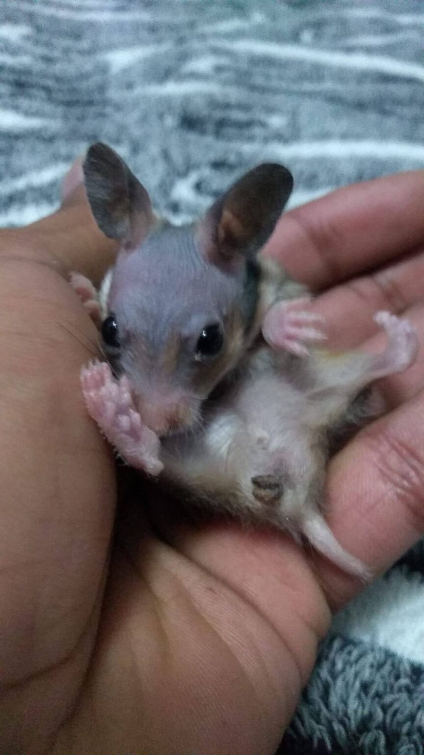 Hamster sirio Hairless / Sin pelo – Mascotas Inugami