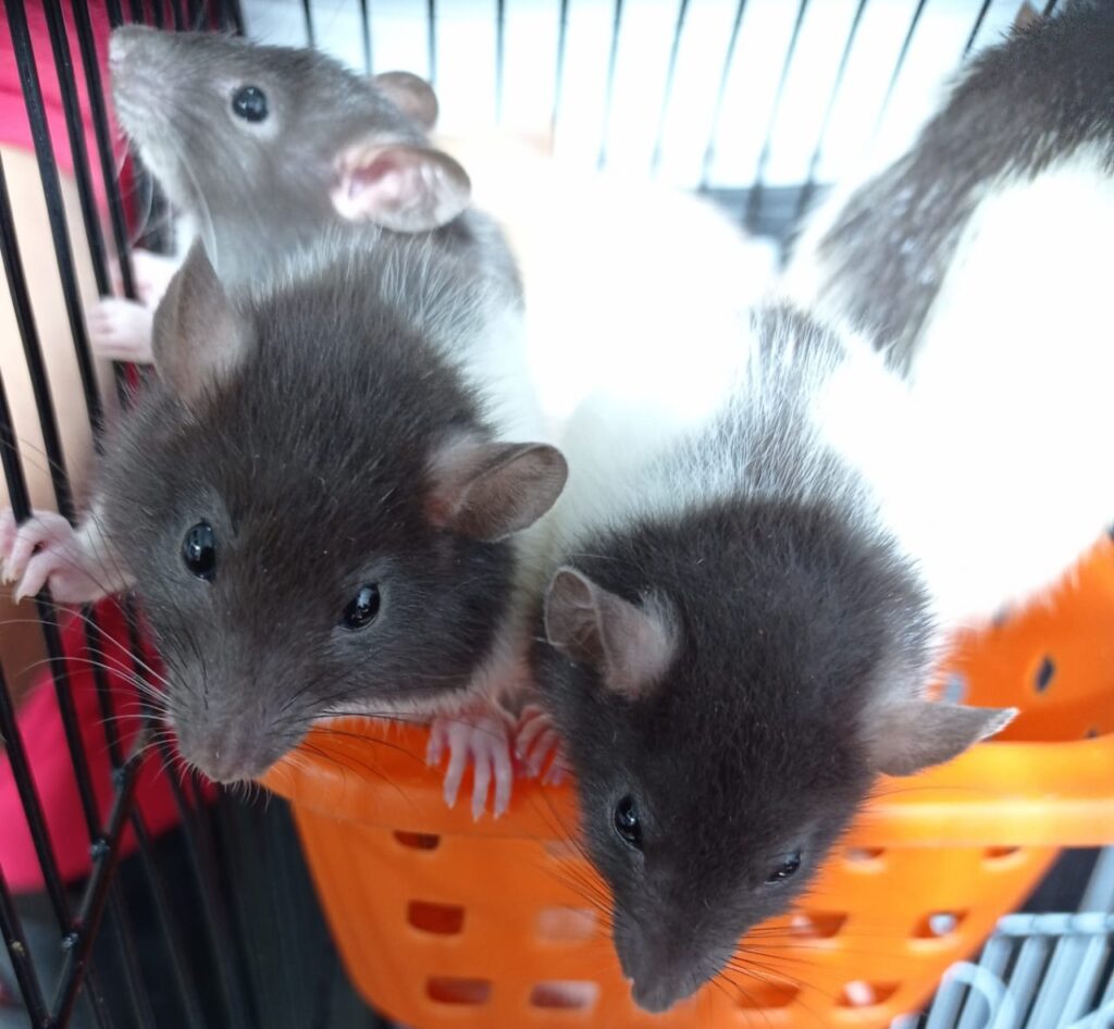 Rata Long Evans (Mascota) – Mascotas Inugami