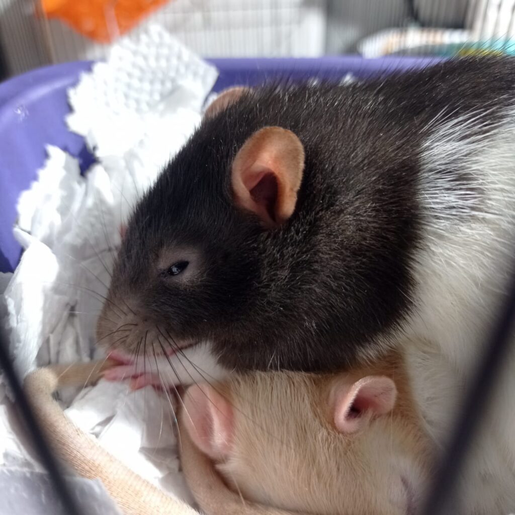 Rata Long Evans (Mascota) – Mascotas Inugami