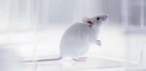 Rata Wistar (Mascota) – Mascotas Inugami