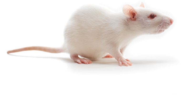 Rata Wistar (Mascota) – Mascotas Inugami