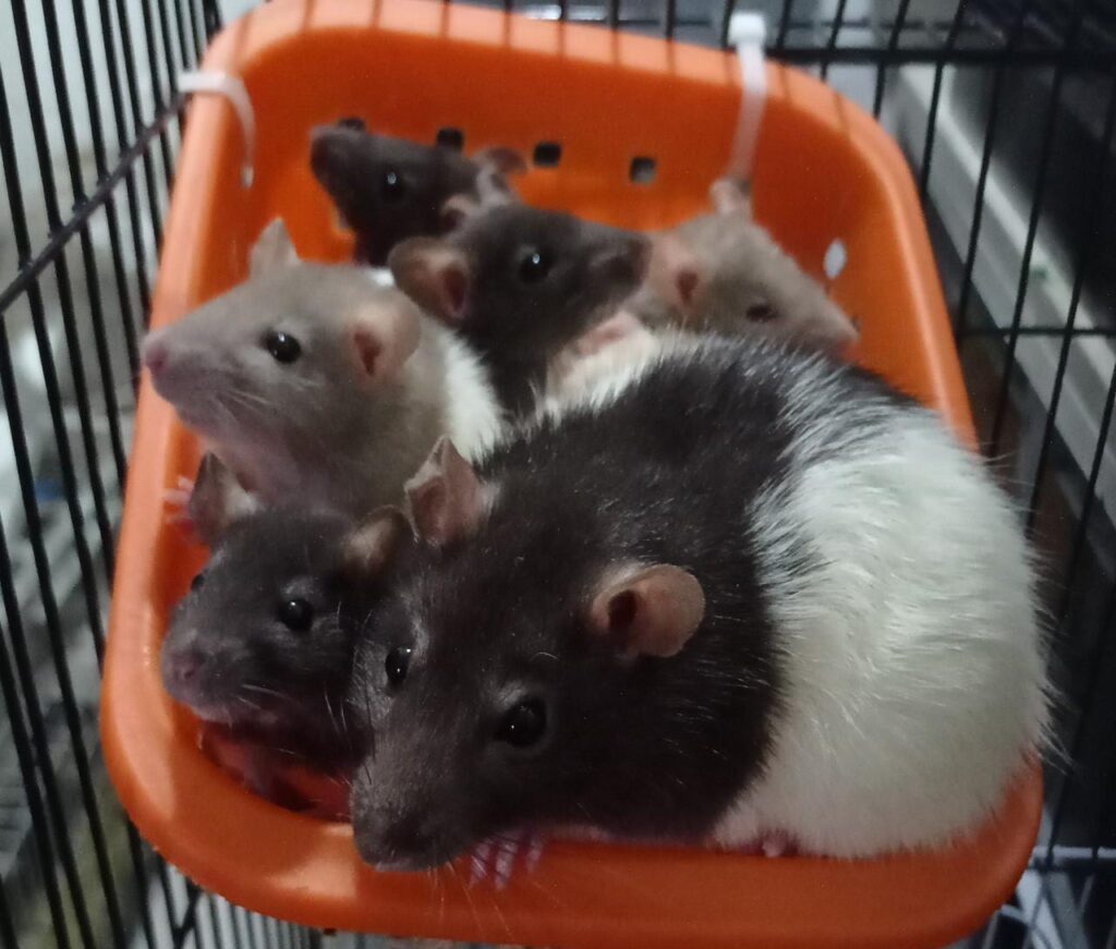 Rata Long Evans (Mascota) – Mascotas Inugami