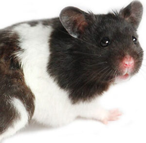Hamster Sirio Panda – Mascotas Inugami