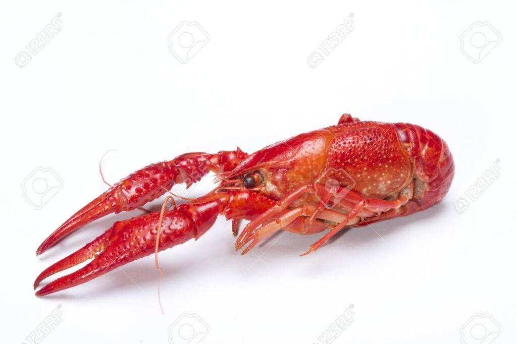 Langosta de Rio Común – Mascotas Inugami